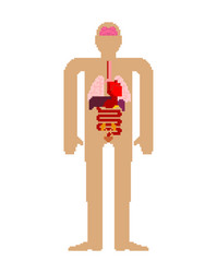 Brain pixel art human internal organs 8 bit Vector Image