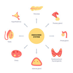 Endocrine system Royalty Free Vector Image - VectorStock