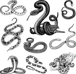 Snake Royalty Free Vector Image - VectorStock