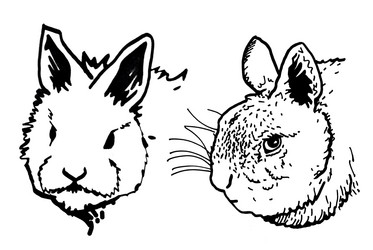 Fluffy Bunny Tail Vector Images (over 460)