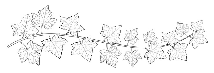 Ivy Outlines Vector Images (over 440)