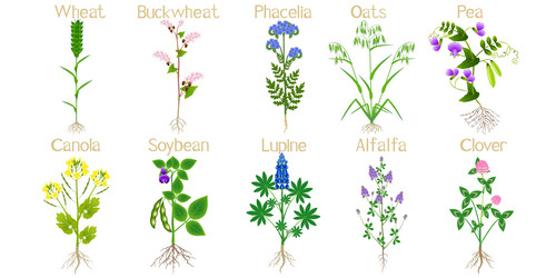 Growth cycles of green manure plants Royalty Free Vector