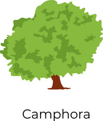 Camphor Tree Vector Images (49)