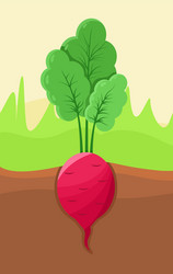 Red radish with roots underground Royalty Free Vector Image