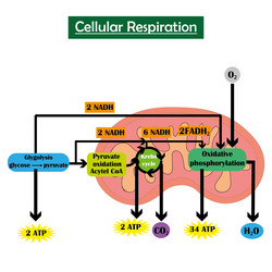 Diagram showing cellular respiration Royalty Free Vector