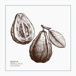 Guava drawing isolated hand drawn engraved style Vector Image