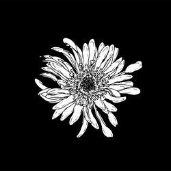 Aster hand drawn spring flowers line art Vector Image