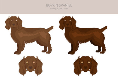 Boykin spaniel clipart different coat colors Vector Image