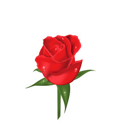 Red rose isolated flower on a white background Vector Image