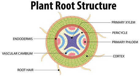 Cross Section Of Root