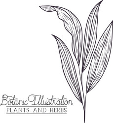 Plant Label Vector Images (over 170,000)