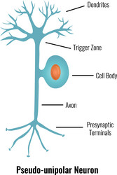 Unipolar Neuron Diagram