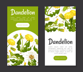 Dandelion banner design with flowering plant Vector Image