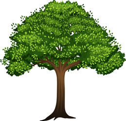 A tree branch on white background Royalty Free Vector Image