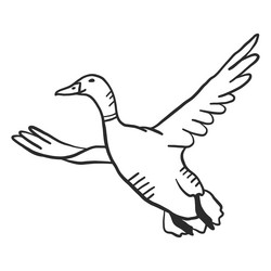 Duck drake wing wild beak doodle bird Royalty Free Vector