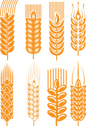 Wheat Vector Images (over 130,000)
