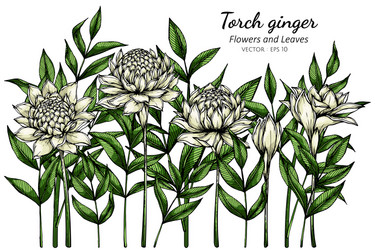 Collection set of torch ginger flower and leaves Vector Image