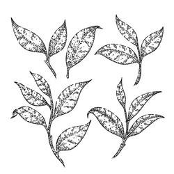 Green tea leaf sketch hand drawn Royalty Free Vector Image