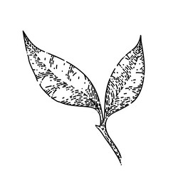 Green tea leaf sketch hand drawn Royalty Free Vector Image