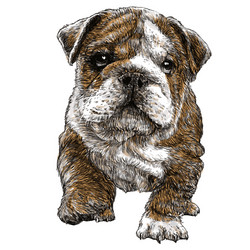 Bulldogs Vector Images (over 20,000)