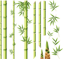 Bamboo Vector Images (over 39,000)