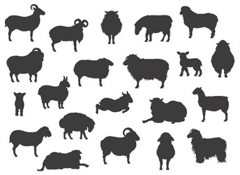 Sheep Front View Vector Images (over 150)