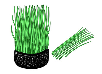 Wheatgrass icon in flat style on white background Vector Image