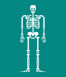 Rib cage pixel art bones anatomy 8 bit pixelate Vector Image