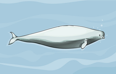 Beluga Whale Vector Images (over 840)