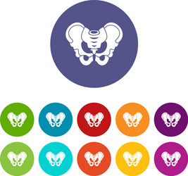 Pelvis set collection Royalty Free Vector Image
