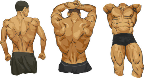 Muscular man body Royalty Free Vector Image - VectorStock