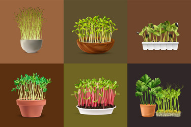 Microgreens Vector Images (over 1,400)
