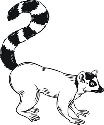 Cartoon zoo lemur Royalty Free Vector Image - VectorStock