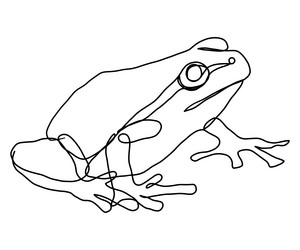 Frog Line Drawing Vector Images (over 2,000)