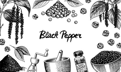 Black pepper drawing set peppercorn heap Vector Image