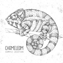 Chameleon Sketch Line Vector Images (over 230)