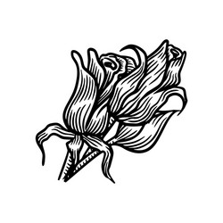 Rosella Plant Vector Images (35)