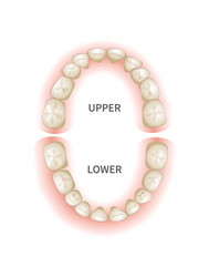 3d realistic teeth upper and lower adult Vector Image