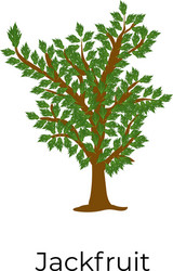Jackfruit Tree Vector Images (over 260)