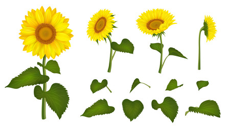 Sunflower Vector Images (over 40,000)