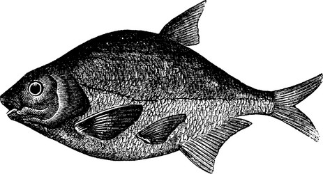 Freshwater Fish Drawing Vector Images (over 2,700)