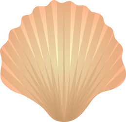 Beautiful shell isolated on white Royalty Free Vector Image