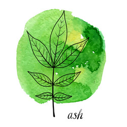 Ash Vector Images (over 20,000)