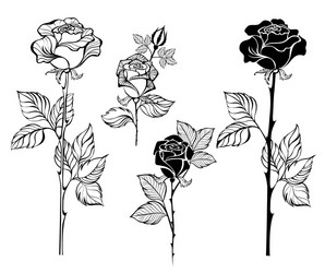 Contour Roses Vector Images (over 18,000)