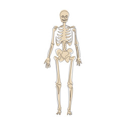 Sketch human biology skeleton system diagram Vector Image