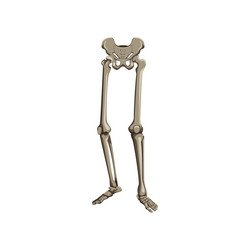 Realistic human skeleton rib cage cartoon Vector Image