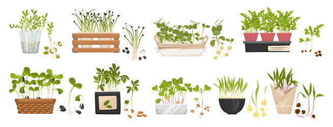 Individual label for fresh microgreen products Vector Image