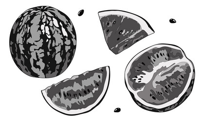 Watermelon Outline Engraved Vector Images (73)