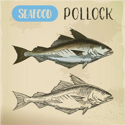 Pollock Fish Vector Images (over 350)