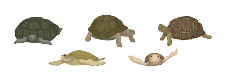 Turtles with bony shell as land-dwelling and sea Vector Image